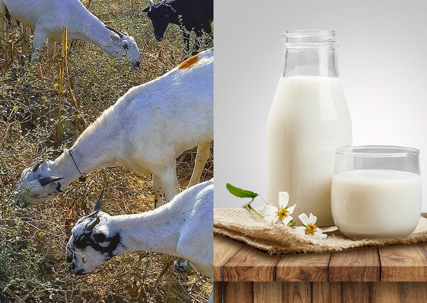 Fresh Goat Milk & Products with No Preservatives | Courtyard Farms